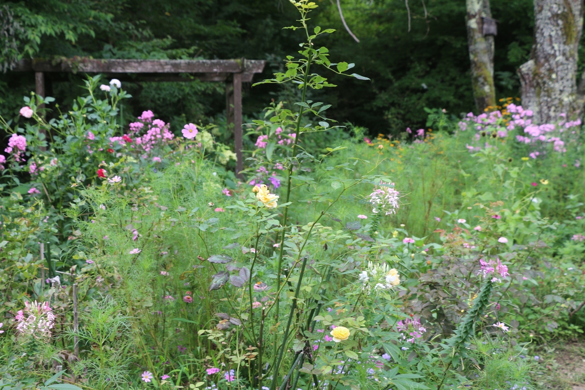 8月後半の庭: 庭仕事ときどき読書 ― はるかの庭